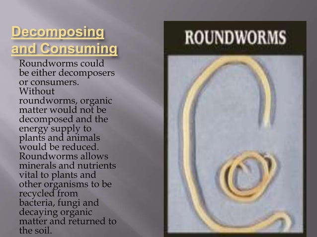 Roundworms (ascaris) | PPTX | Veterinary Medicine | Pets