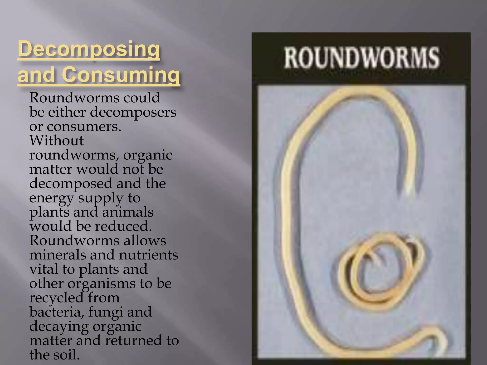 Roundworms (ascaris) | PPTX