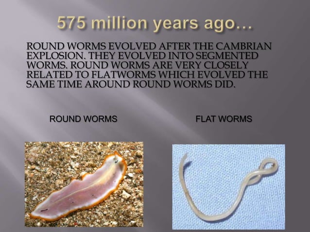 Roundworms (ascaris) | PPTX