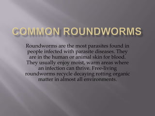 Roundworms (ascaris) | PPTX