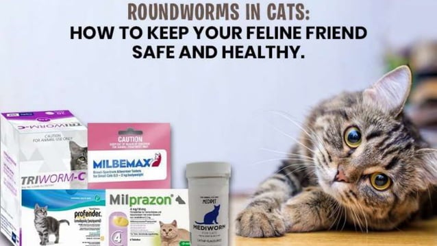 Roundworms in Cats How to Keep Your Feline Friend Safe and Healthy | PPTX