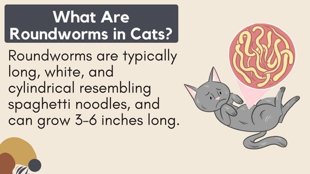 Roundworms in Cats How to Keep Your Feline Friend Safe and Healthy | PPTX