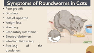 Roundworms in Cats How to Keep Your Feline Friend Safe and Healthy ...