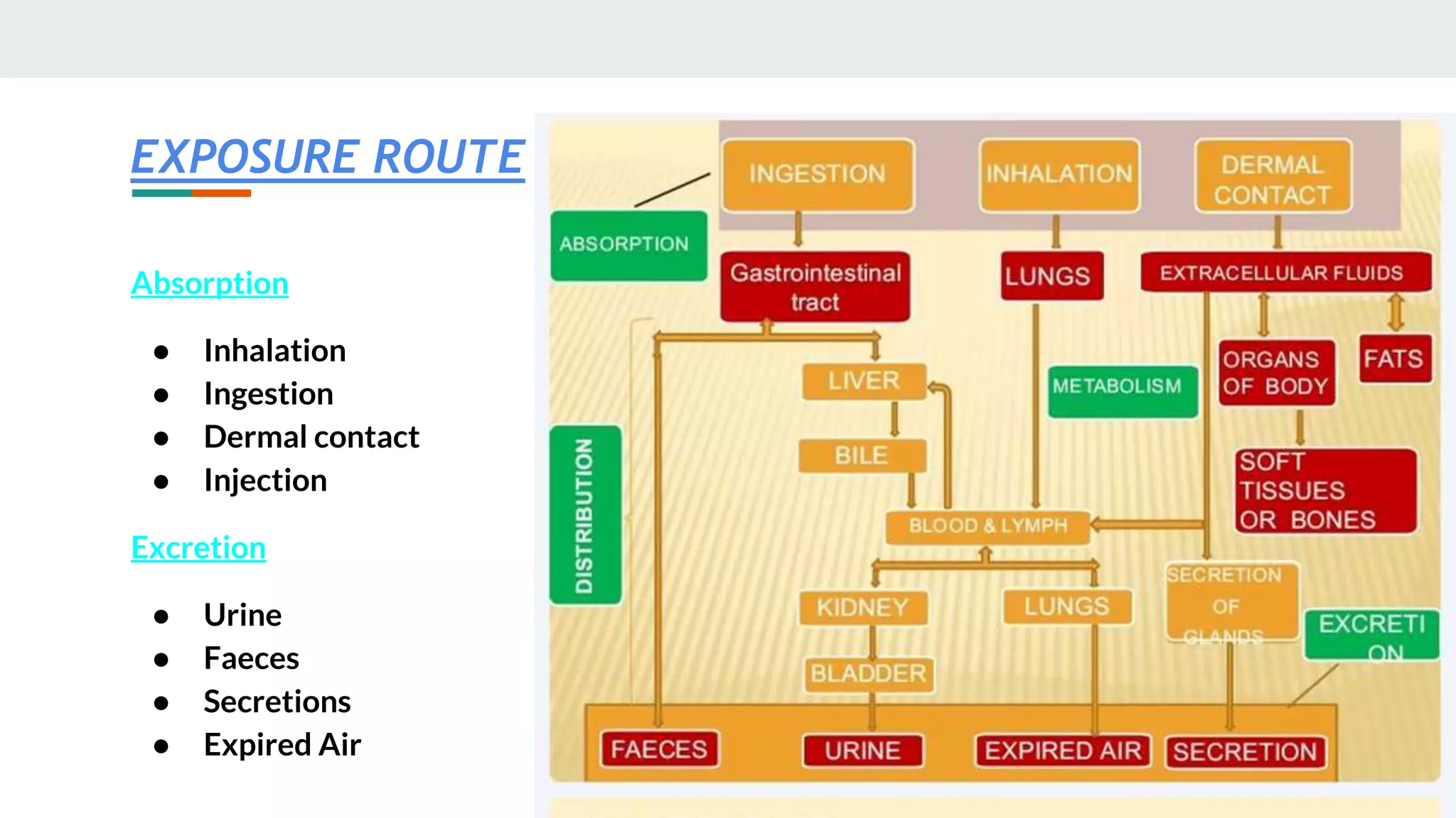 Various routes of exposure of toxicant | PPTX