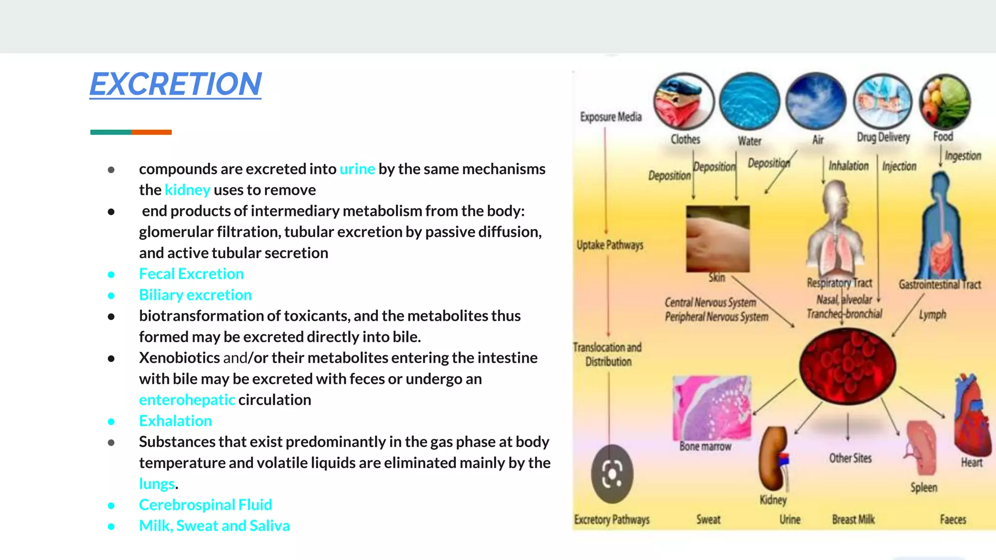 Various routes of exposure of toxicant | PPTX