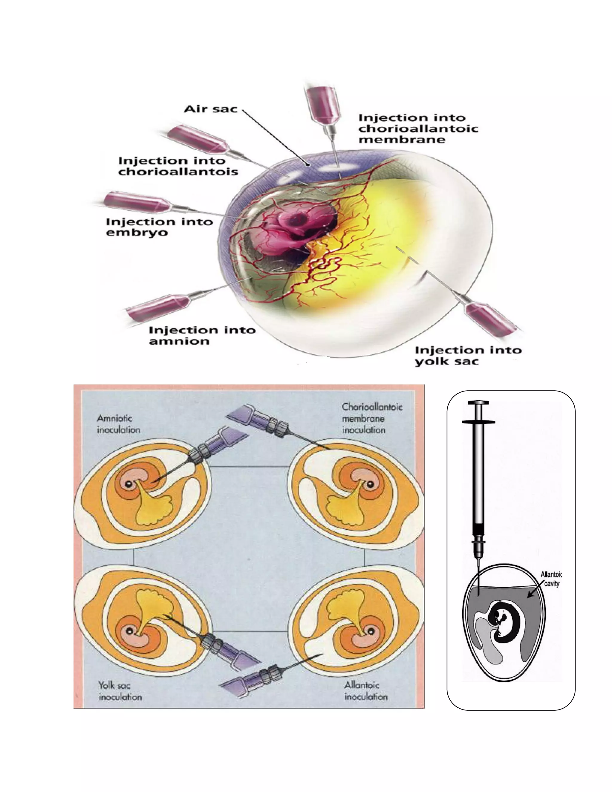 Routes for inocculation of virus in an emryonated egg | PDF