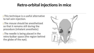 routes of administration in laboratory rat & mice | PPTX
