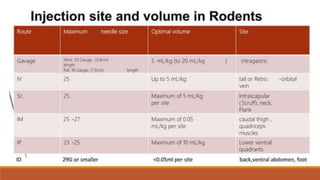 routes of administration in laboratory rat & mice | PPTX