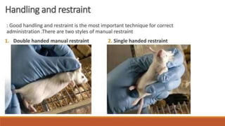 routes of administration in laboratory rat & mice | PPTX