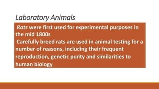 routes of administration in laboratory rat & mice | PPTX