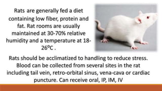 routes of administration in laboratory rat & mice | PPTX