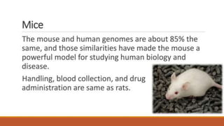 routes of administration in laboratory rat & mice | PPTX