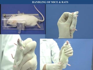 Routes of drug administration | PPTX