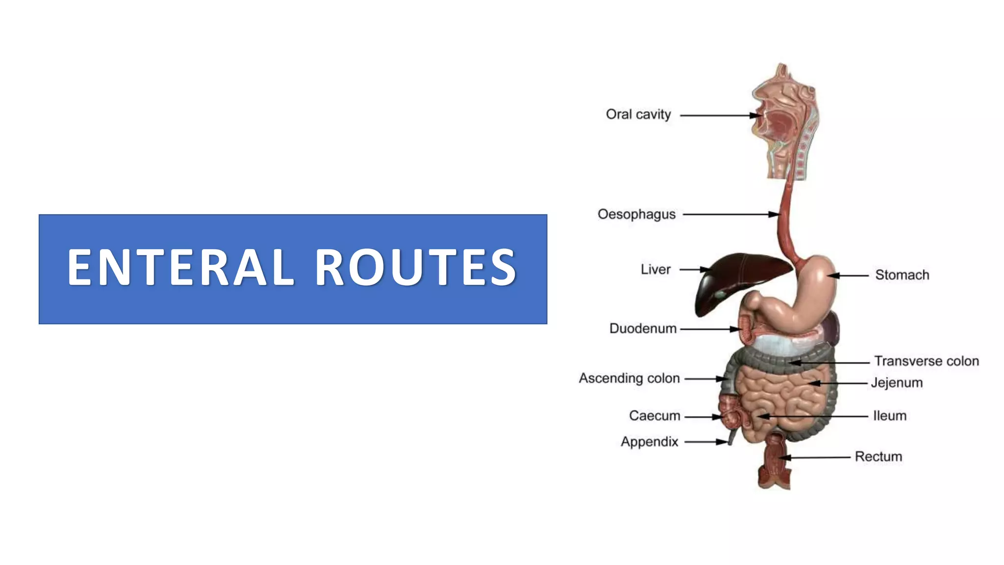 Routes of Drug administration | PPTX