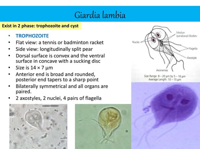 Routine examination of stool
