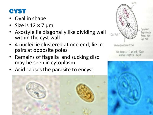 Routine examination of stool