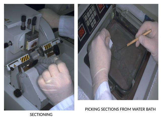 ROUTINE HISTOLOGICAL TECHNIQUES (2).pptx