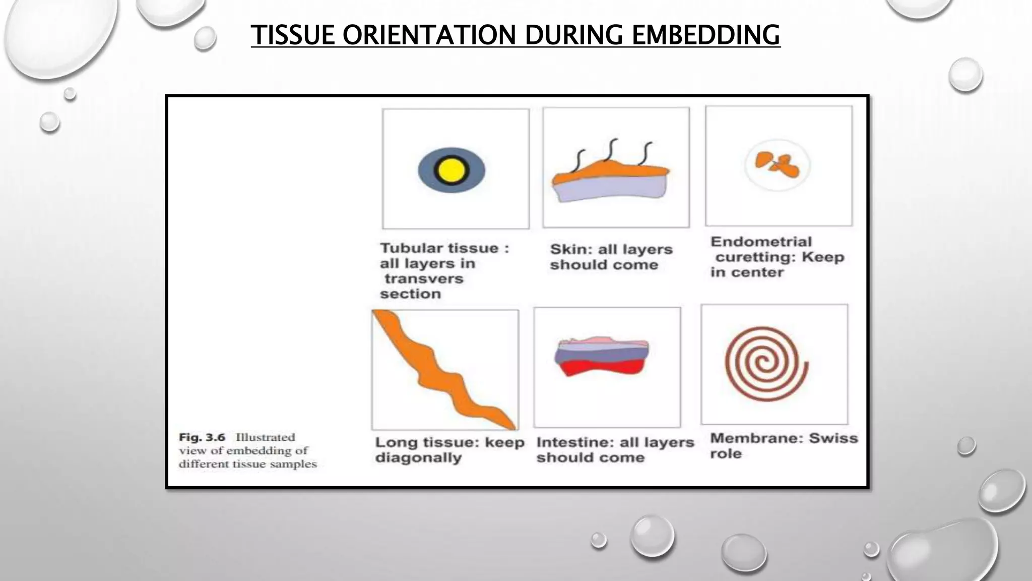 Routine histopathology techniques and staining.pptx