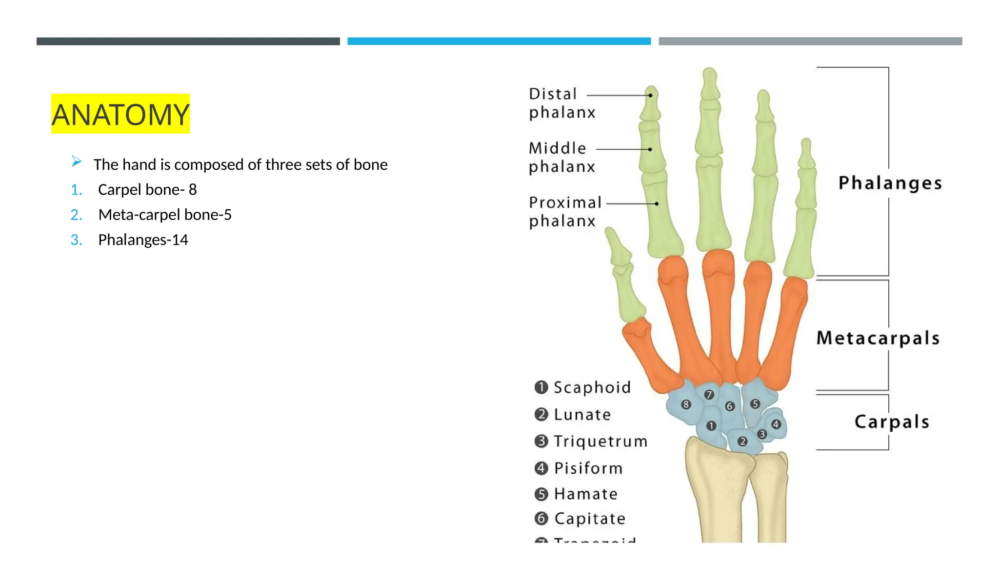 ROUTINE PROJECTIONS FOR HAND............ | PPTX