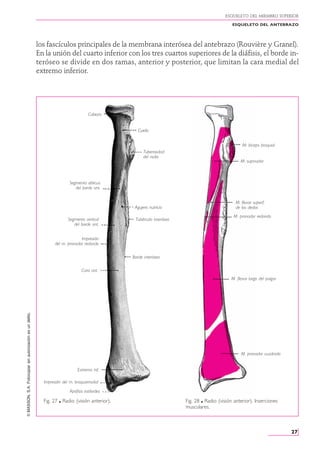 libro de rouviere anatomía humana tomo 3 | PDF