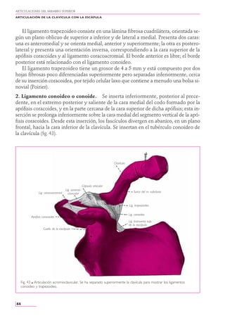 libro de rouviere anatomía humana tomo 3 | PDF