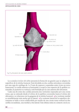 libro de rouviere anatomía humana tomo 3 | PDF