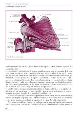 libro de rouviere anatomía humana tomo 3 | PDF