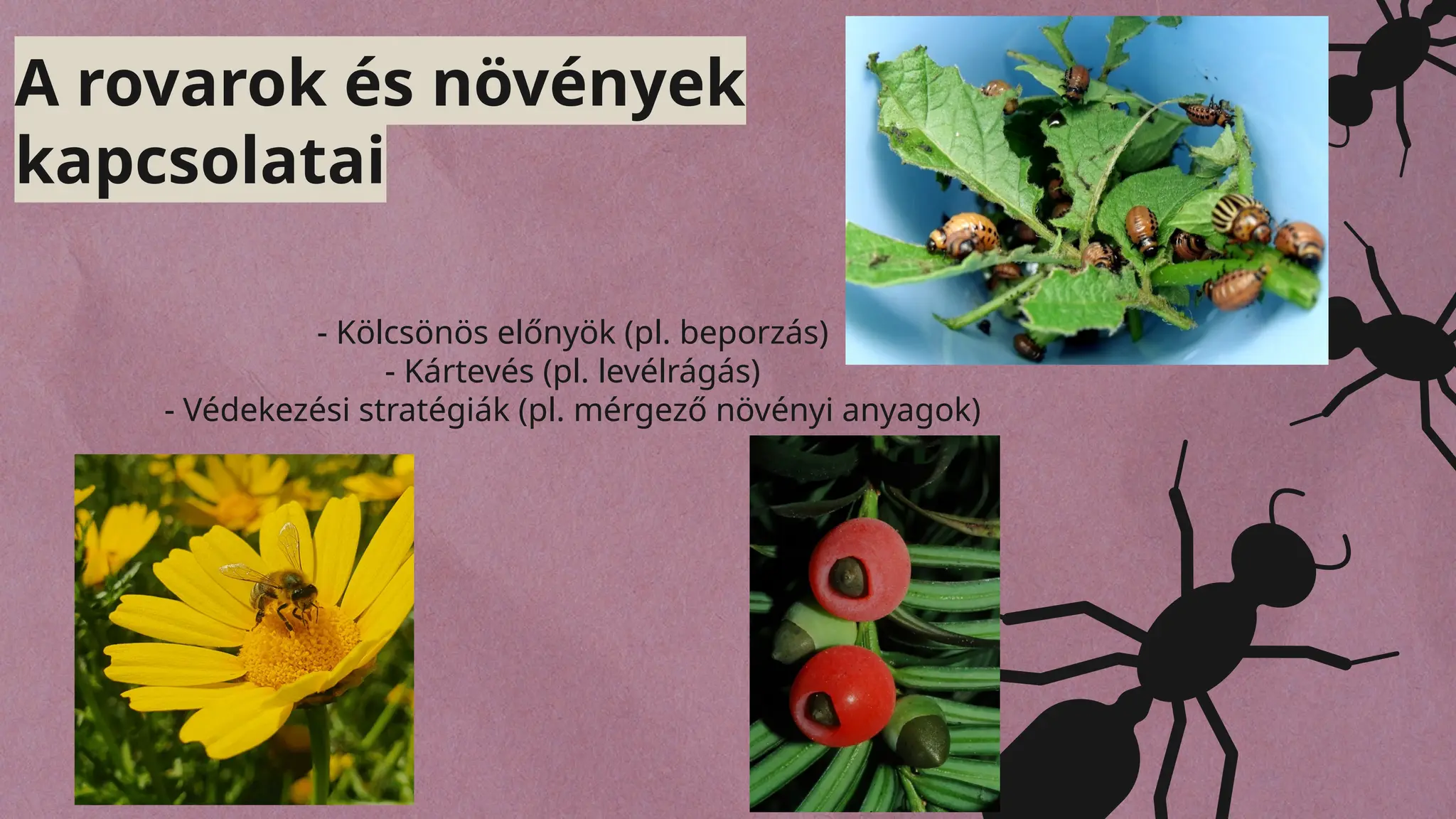 rovarok_jelentosege_projeeeeeeeeekt.pptx