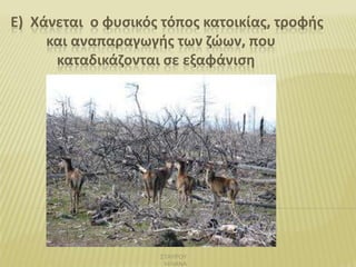 Καταστροφή του δάσους | PPTX