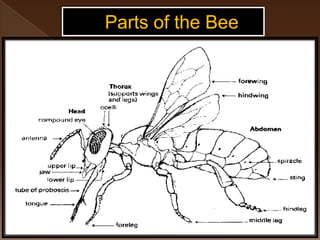Rower point bee | PPT