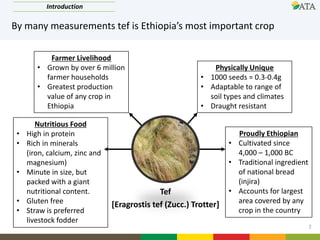Row planting in tef | PPTX | Agriculture | Industries