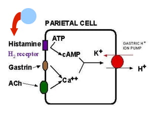 Roxatidine, Second generation histamine H2 receptor antagonist | PPT