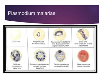 TYPES OF MALARIAL PARASITES | PPSX | Infectious Diseases | Diseases and ...