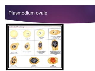 TYPES OF MALARIAL PARASITES | PPSX