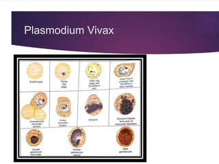 TYPES OF MALARIAL PARASITES | PPSX