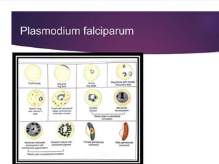 TYPES OF MALARIAL PARASITES | PPSX