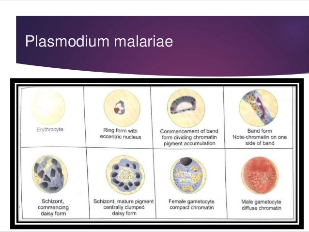 TYPES OF MALARIAL PARASITES