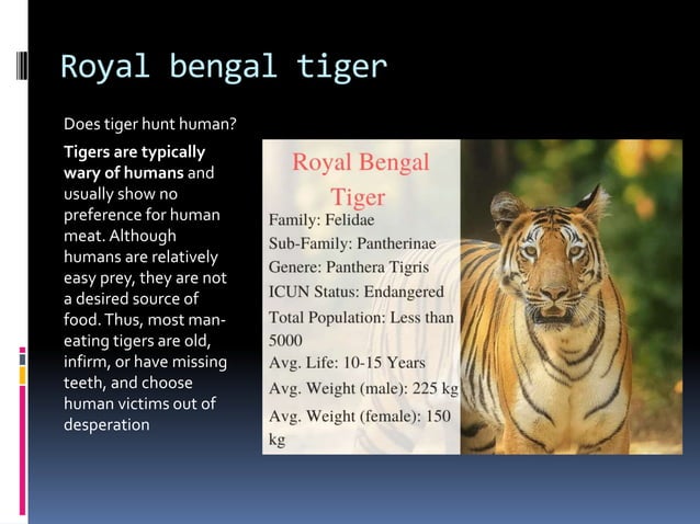 Royal Bengal Tiger.pptx | Hunting and Shooting | Sports