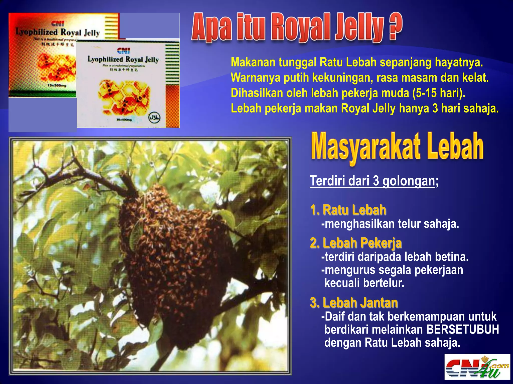 Royal Jelly Webnew1 | PDF