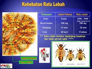 Royal Jelly Webnew1 | PDF