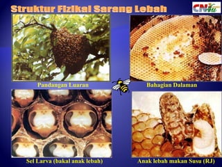 Royal Jelly Webnew1 | PDF