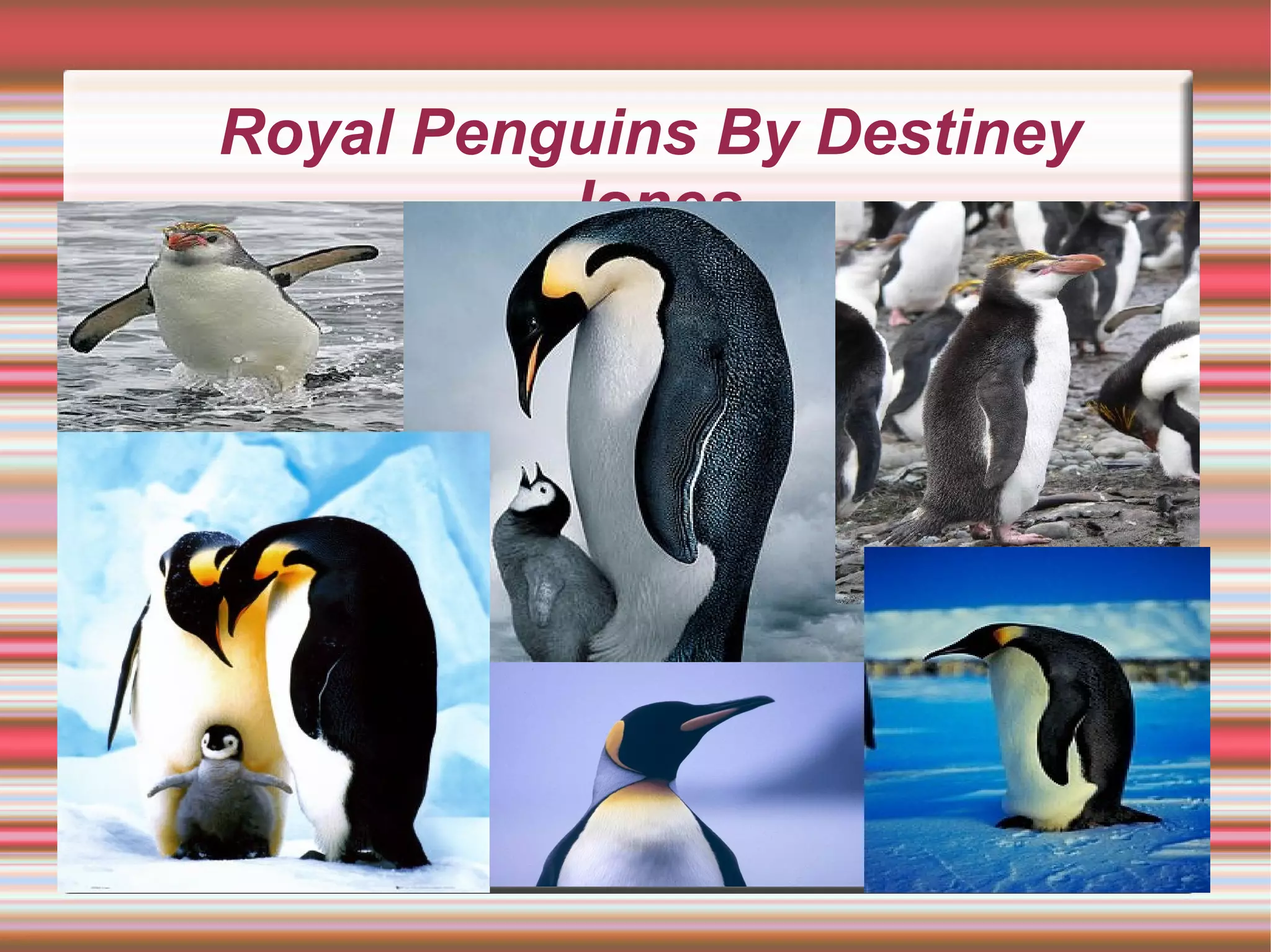 Royal penguins.odp 2 | ODP