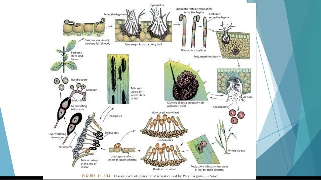 generalidades de las Royas