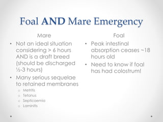 How Do I Know If My Dog Retained Placenta