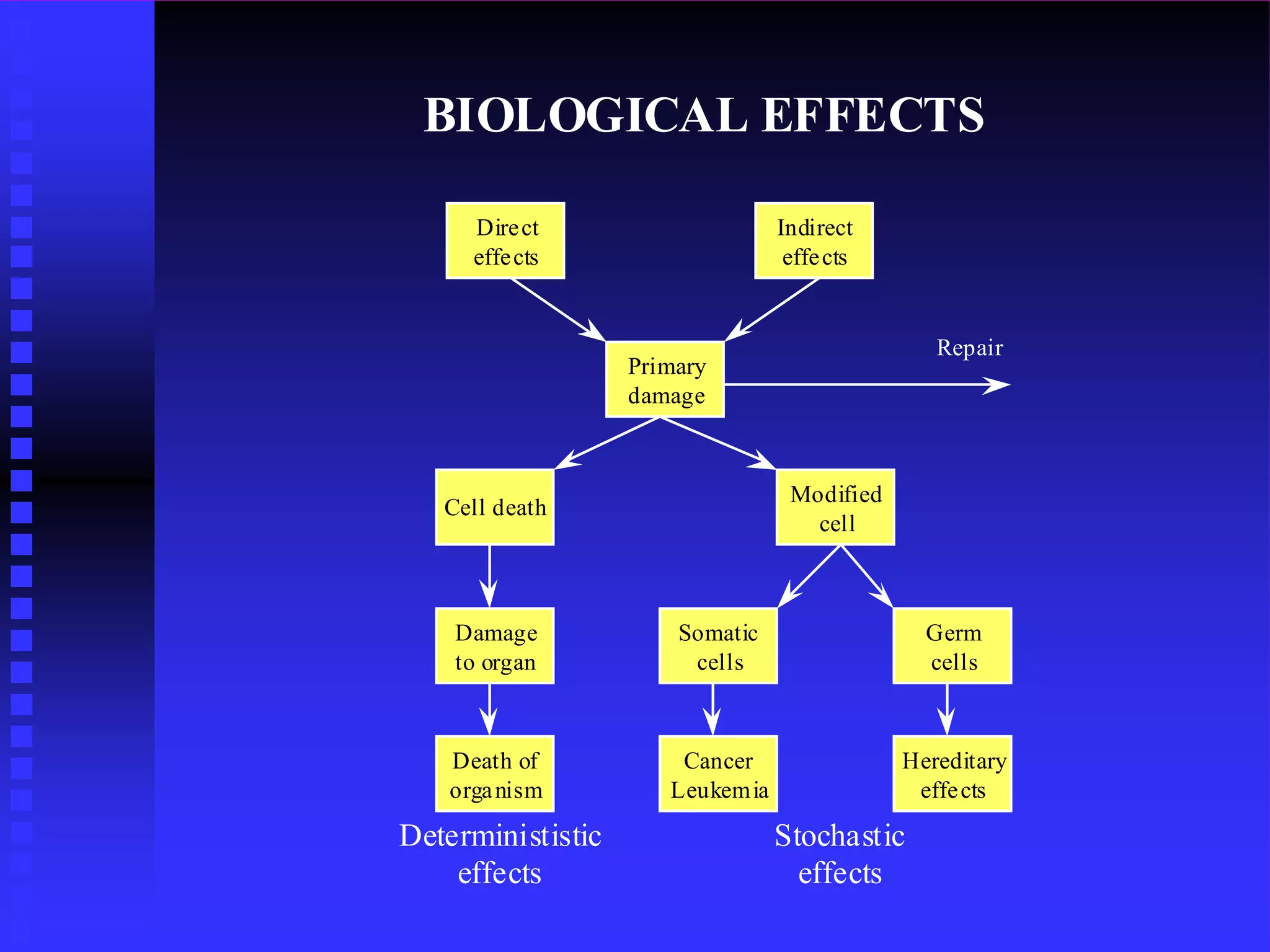 Rp003 biological effects of ionizing radiation 2 | PPT