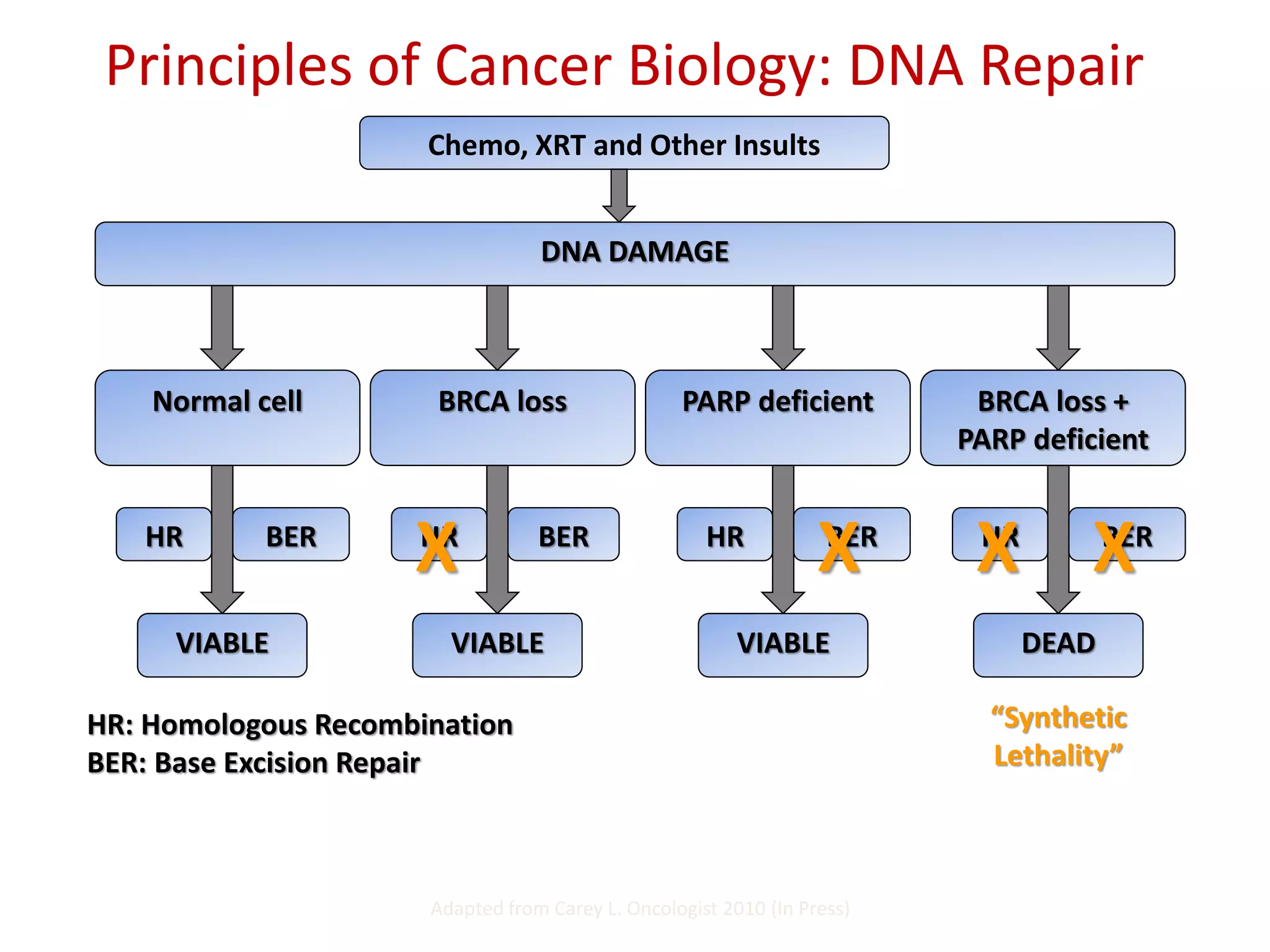 Update on Management of Triple Negative Breast Cancer | PDF