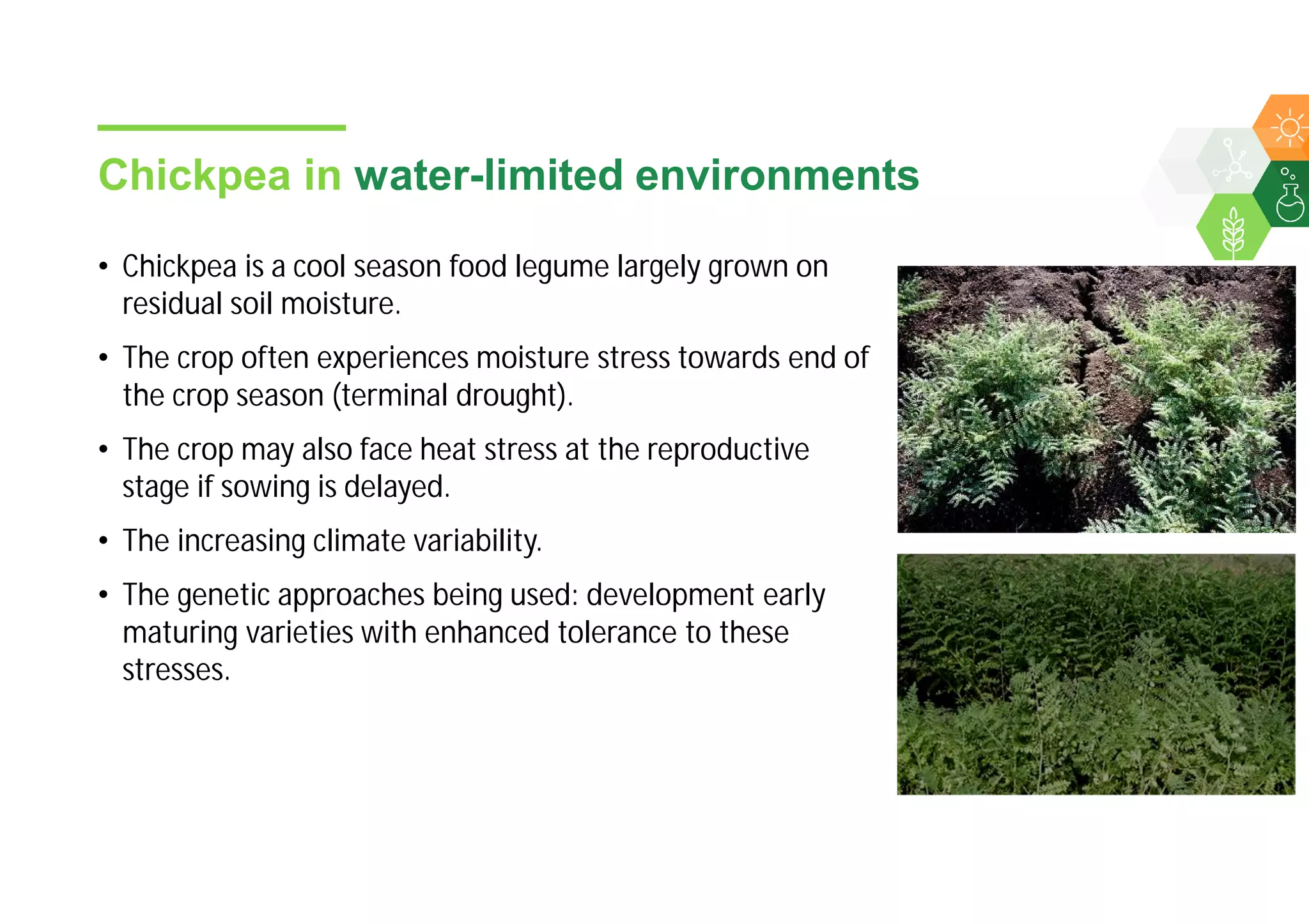 Accelerated chickpea breeding for water-limited environments | PDF