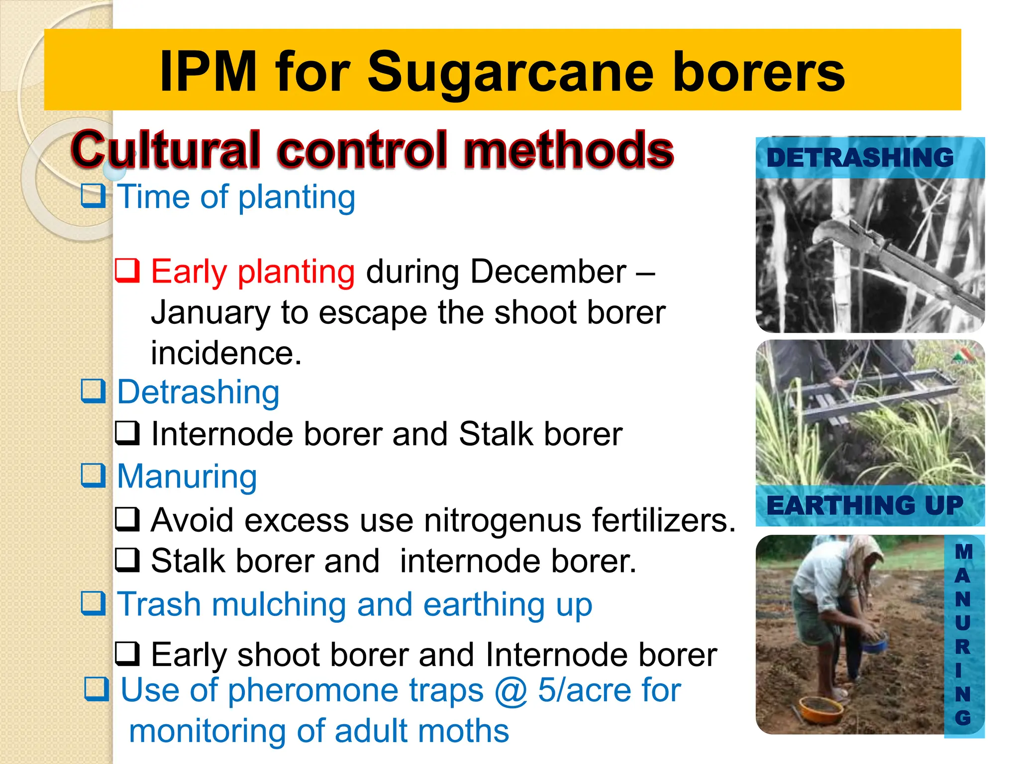 Insect pest of sugarcane crop and their management | PDF