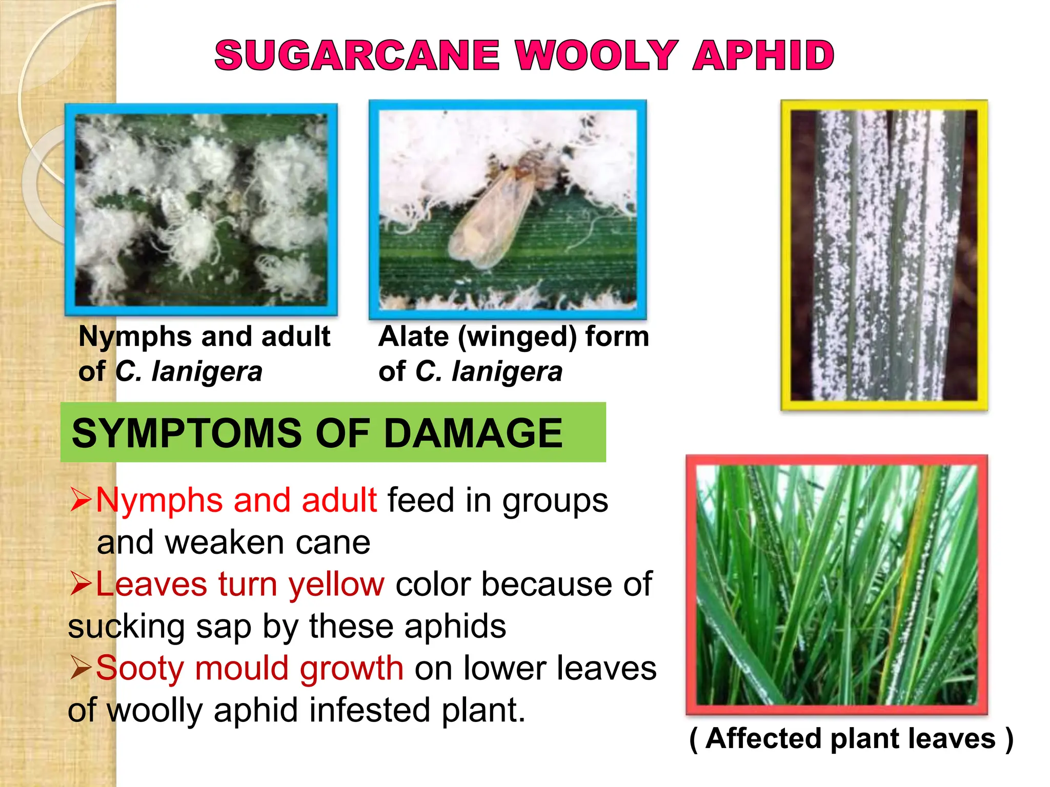 Insect pest of sugarcane crop and their management | PDF