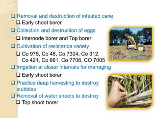 Insect pest of sugarcane crop and their management | PPT